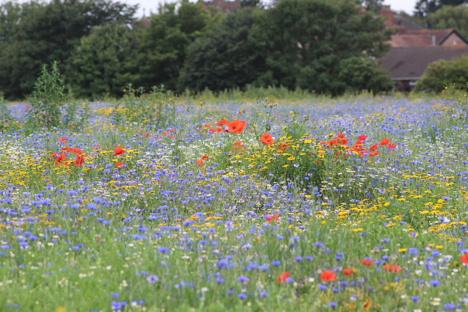 What a wonderful world: Walking Beats in the Rimrose Valley - CPRE ...