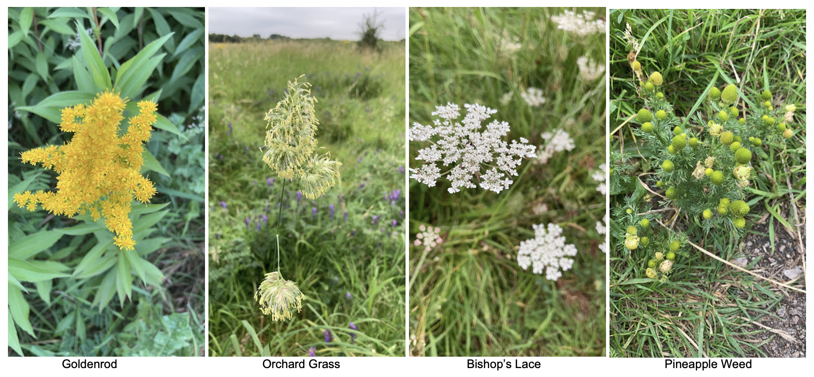What a wonderful world: Walking Beats in the Rimrose Valley - CPRE ...