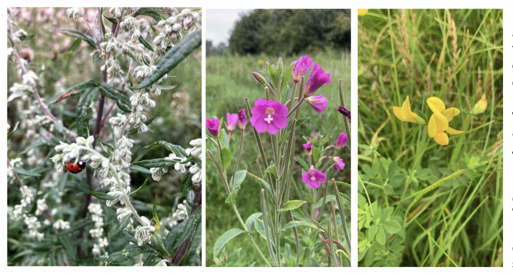 What a wonderful world: Walking Beats in the Rimrose Valley - CPRE ...