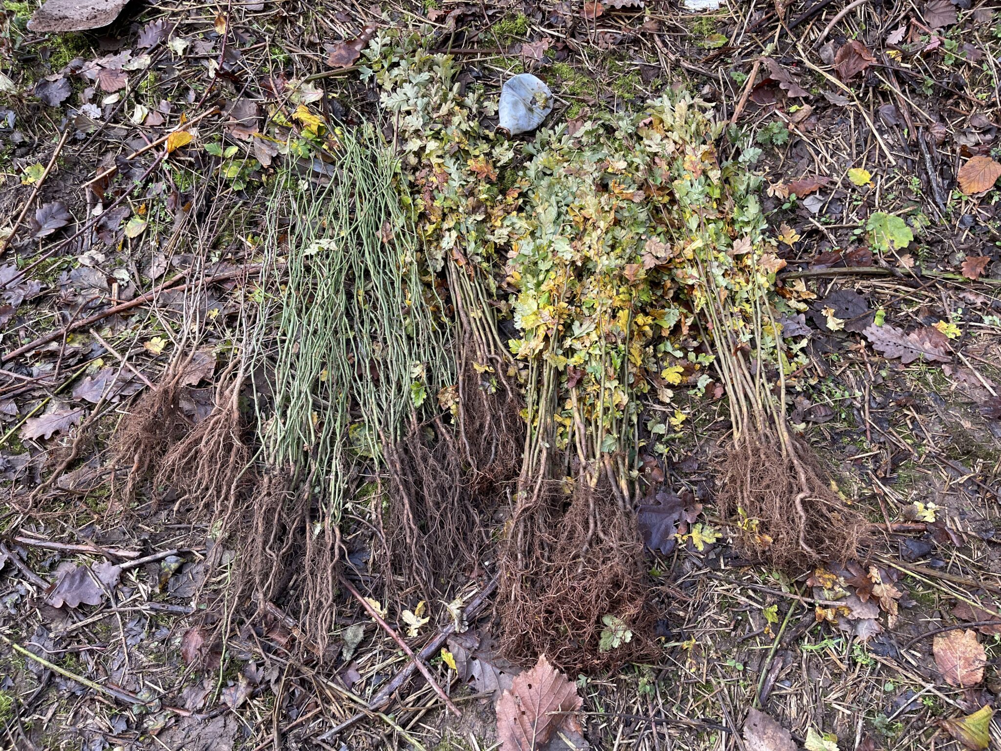 How to plant a hedgerow - step by step - CPRE Lancashire