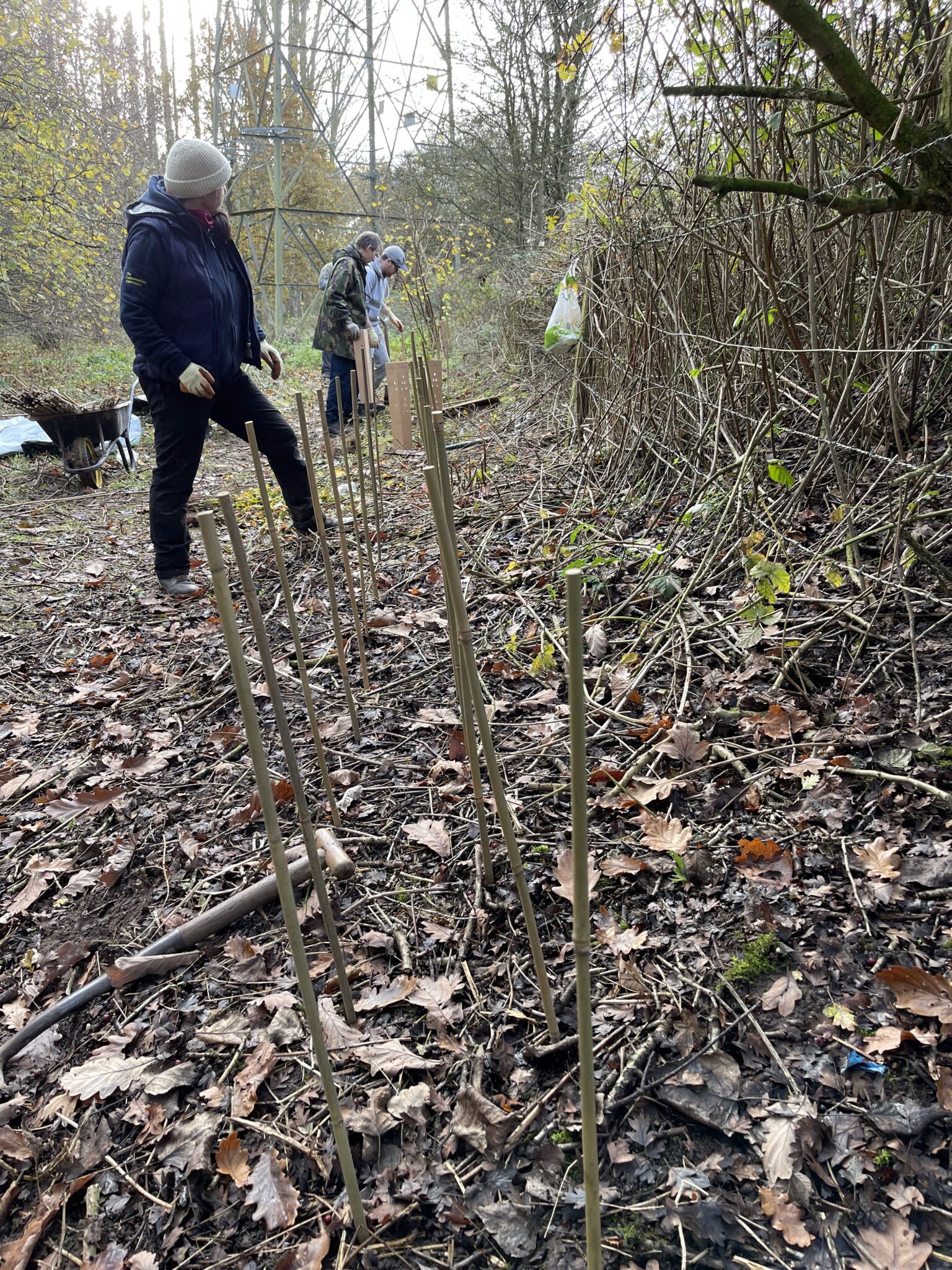 How to plant a hedgerow - step by step - CPRE Lancashire